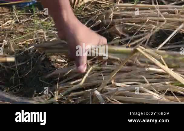Indian farmer cutting rice plants with a sickle. Hand of indian farmers ...