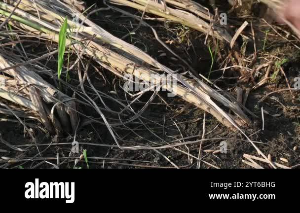 Indian farmer cutting rice plants with a sickle. Hand of indian farmers ...