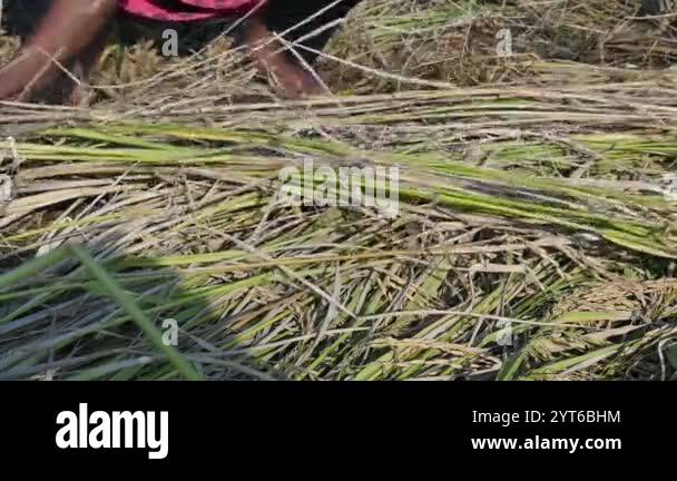 Indian farmer cutting rice plants with a sickle. Hand of indian farmers ...
