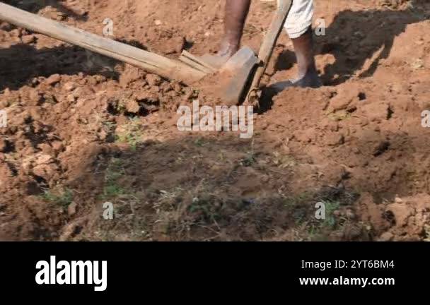 Farmer running a Wooden plow in his field. The farmer is preparing his ...