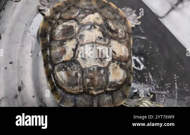 Brazilian tortoise Stock Videos & Footage - HD and 4K Video Clips - Alamy