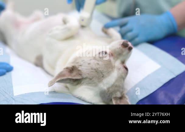 Closeup 4K video of small dog having ultrasound scan of abdominal ...