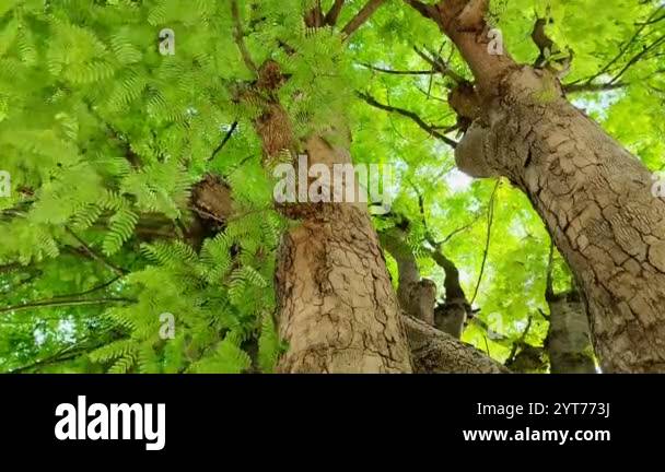 Lush foliage tamarind tree Stock Videos & Footage - HD and 4K Video ...