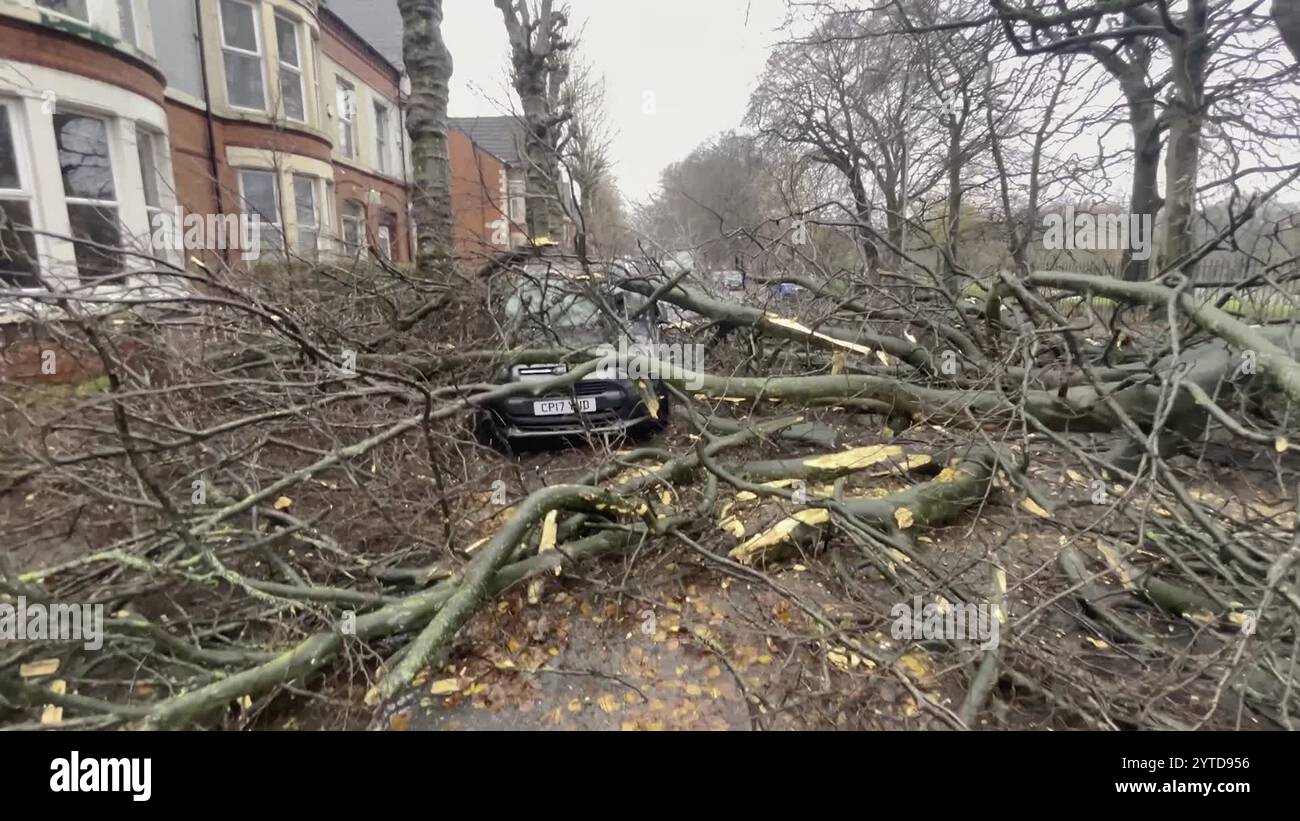 Storm darragh tree Stock Videos & Footage - HD and 4K Video Clips - Alamy