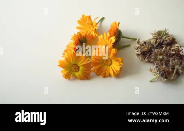 The life cycle of marigold flowers, showcasing vibrant, coloured in ...