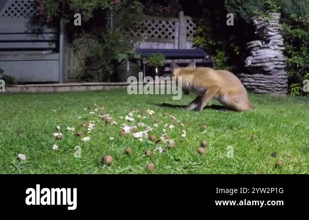 The red fox is the largest of the true foxes and one of the most widely ...