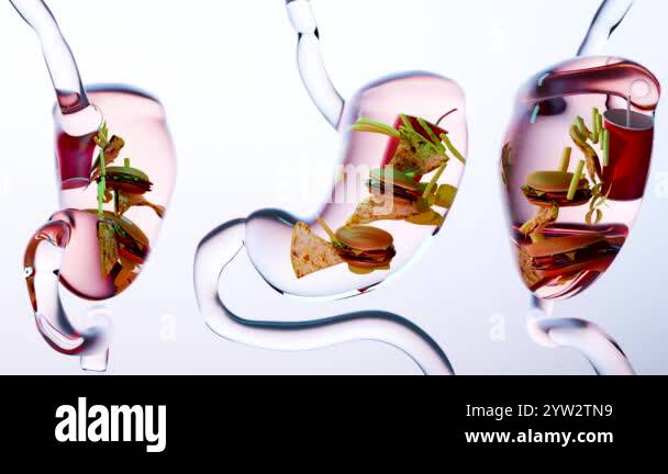 Stomach with Junk food, unhealthy hamburger and pizza and fries ...