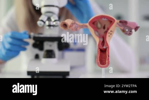 Anatomy of the uterus and microscope in a medical clinic. Women health ...