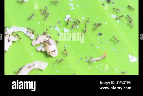 Ants carrying insects. An insect larva died. A group of ants came and ...