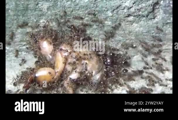 Ants carrying insects. An insect larva died. A group of ants came and ...
