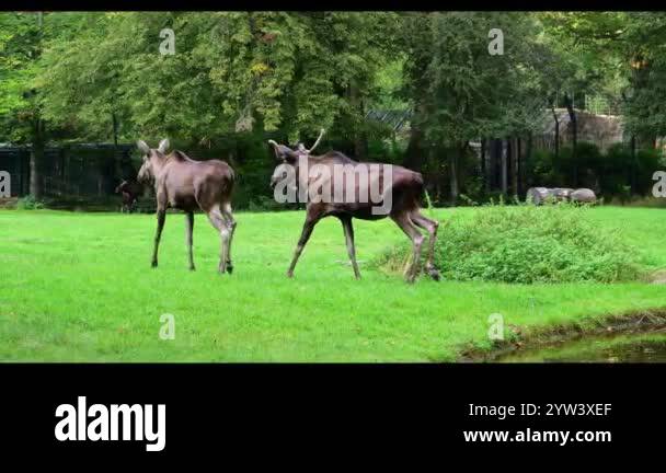 The moose or elk, Alces alces is the largest extant species in the deer ...
