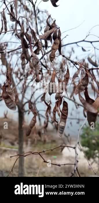 carob tree. A tree with dangling seedpods. Catalpa. Sword like tall ...