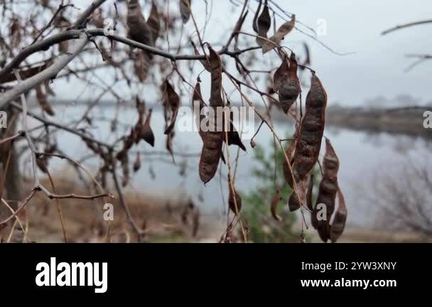 carob tree. A tree with dangling seedpods. Catalpa. Sword like tall ...