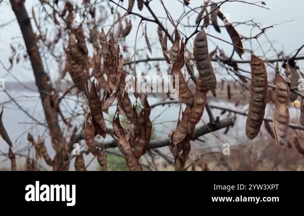 carob tree. A tree with dangling seedpods. Catalpa. Sword like tall ...