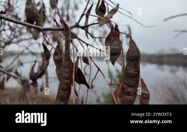 carob tree. A tree with dangling seedpods. Catalpa. Sword like tall ...