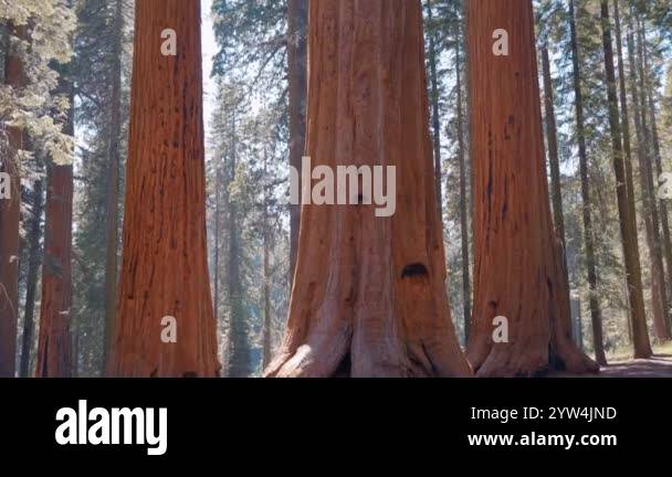 General Sherman Tree - the largest tree on Earth, Giant Sequoia Trees ...