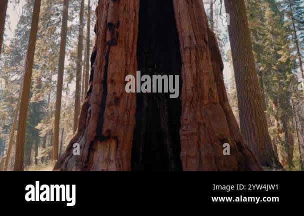General Sherman Tree - the largest tree on Earth, Giant Sequoia Trees ...