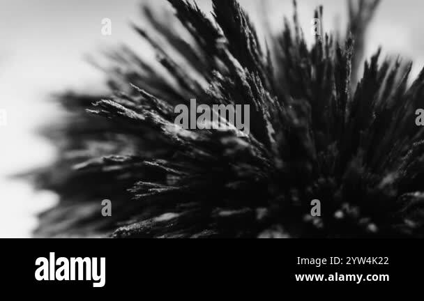 Iron dust spikes. Reaction of iron filings to a magnetic field ...