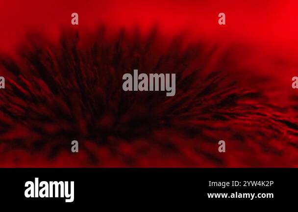 Iron dust spikes in deep red colour. Reaction of iron filings to a ...