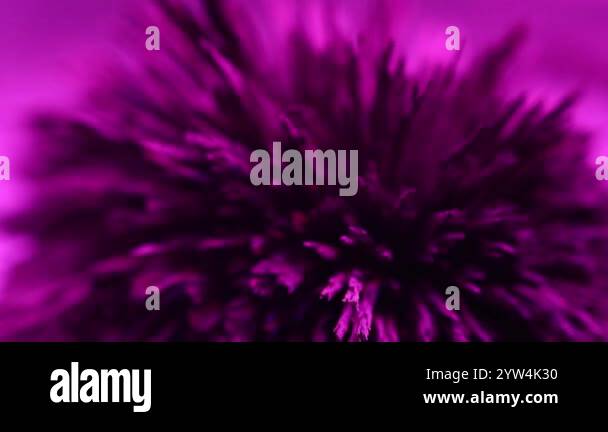 Iron dust spikes in pink colour. Reaction of iron filings to a magnetic ...