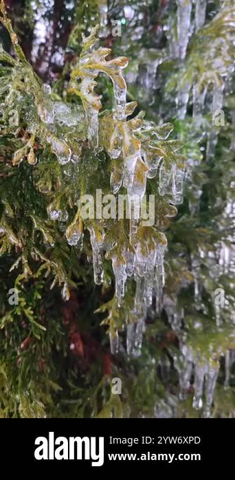 Icicles on branches of tree close-up. Drops of water drip from long ...