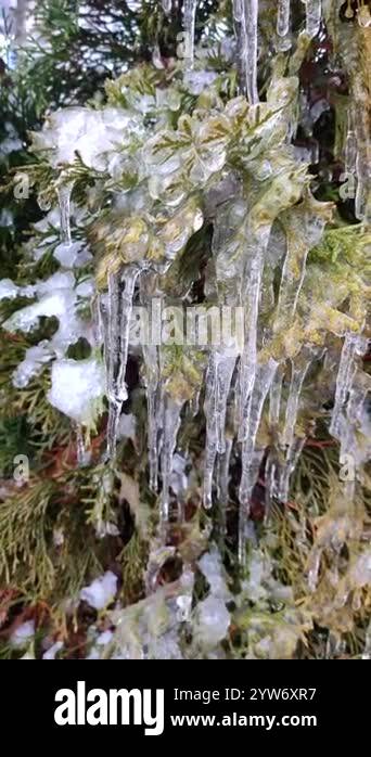 Icicles on branches of tree close-up. Drops of water drip from long ...