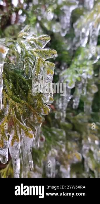 Icicles on branches of tree close-up. Drops of water drip from long ...