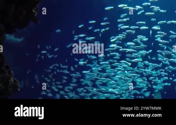 A school of fish in a marine aquarium. Scenic moment in amazing ...