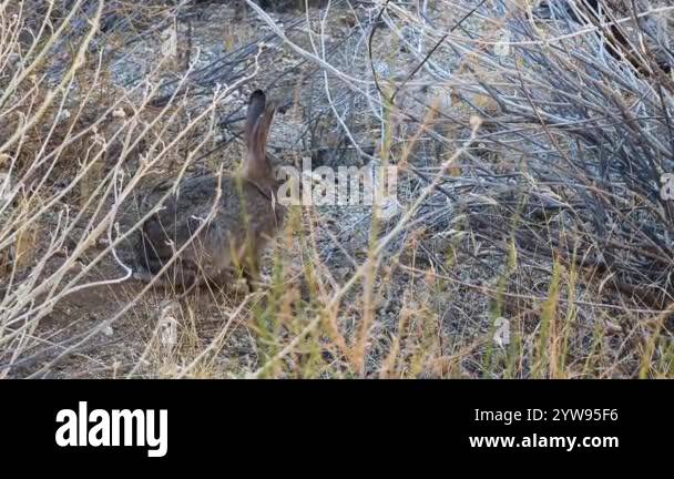 Rabbit brush Stock Videos & Footage - HD and 4K Video Clips - Alamy