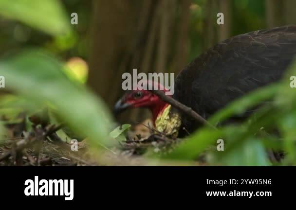 The Australian brushturkey, Australian brush-turkey, or gweela, also ...