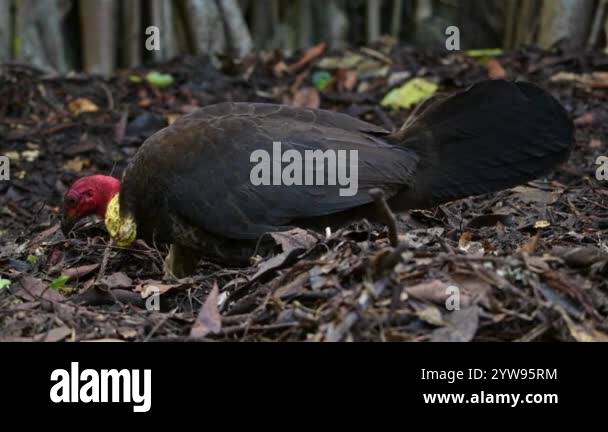 The Australian brushturkey, Australian brush-turkey, or gweela, also ...