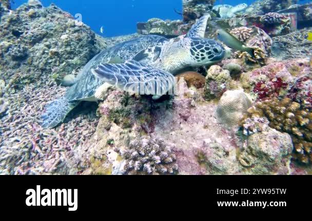 Wildlife Sea Turtle Look in Blue Water Ocean Close-up. Beautiful Green ...