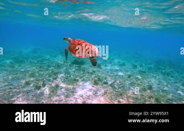 Wildlife Sea Turtle Swim in Blue Water Ocean. Beautiful Green Turtles ...
