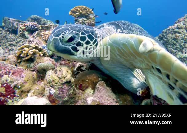 Wildlife Sea Turtle Look in Blue Water Ocean Close-up. Beautiful Green ...