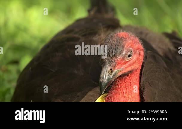 The Australian brushturkey, Australian brush-turkey, or gweela, also ...