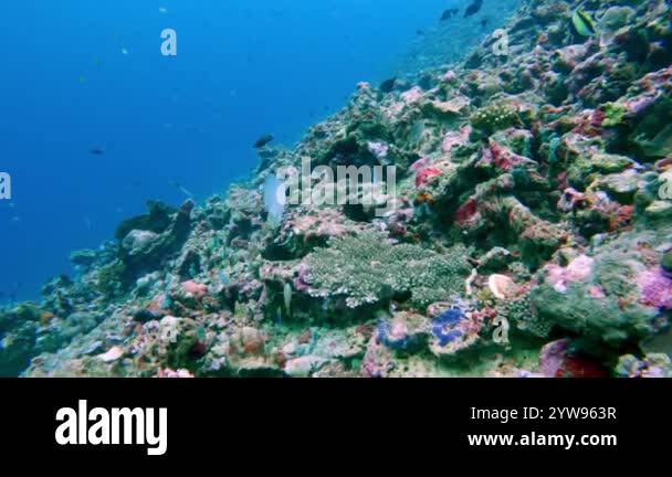 Beautiful Underwater Colorful Tropical Reef with Sea Fish. Discover ...