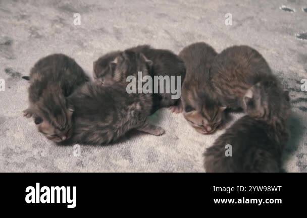 A mother cat watches over her adorable litter of newborn kittens as ...