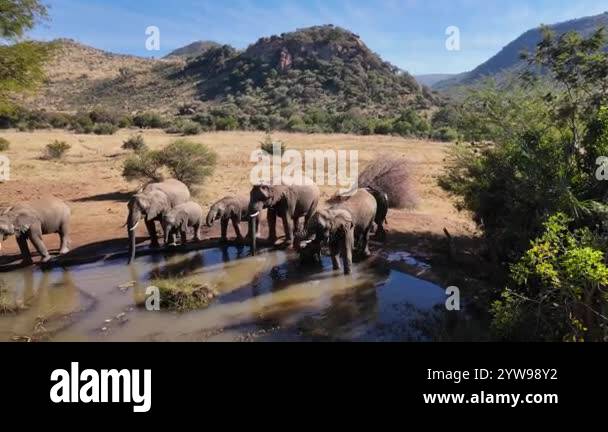 Safari Tour At Etosha National Park In Namibia. African Animals ...
