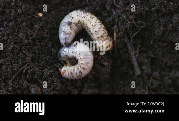 White grub worms - larvae burrowed in rich, dark soil, showcasing their ...
