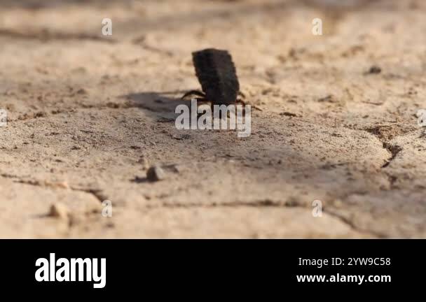 Firefly nymph Stock Videos & Footage - HD and 4K Video Clips - Alamy