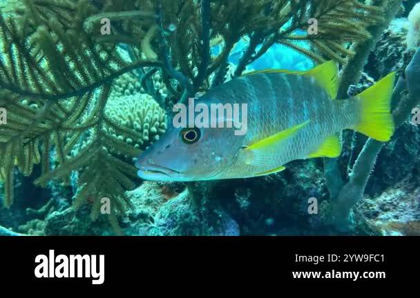Schoolmaster snapper bonaire Stock Videos & Footage - HD and 4K Video ...