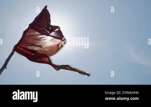 Flag obsession Stock Videos & Footage - HD and 4K Video Clips - Alamy