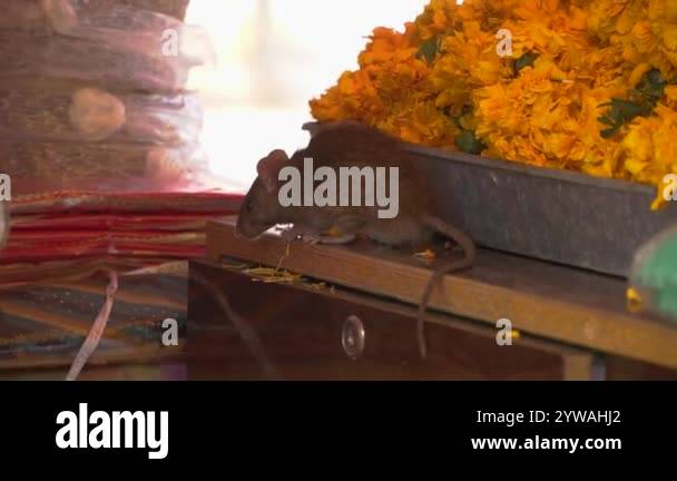 Sacred rat next to the flower box in Karni Mata Temple (also called a ...