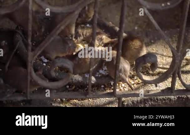 A herd of sacred rats is eating food behind the enclosure of the Karni ...