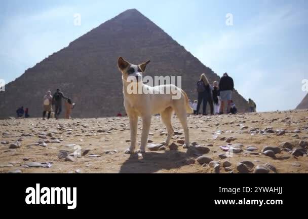 Dog pyramid Stock Videos & Footage - HD and 4K Video Clips - Alamy