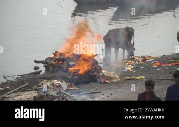 Sacred cows eat ritual flowers at the funeral cremation pyre at stairs ...