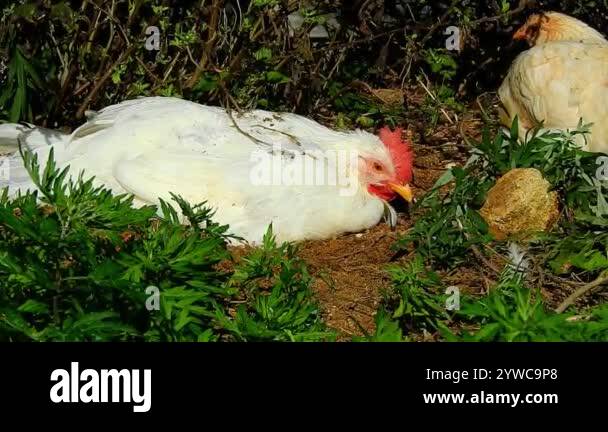 Chicken lying Stock Videos & Footage - HD and 4K Video Clips - Alamy