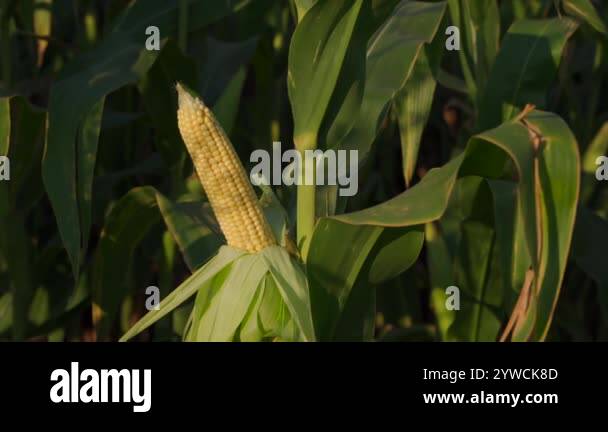Field young stand corn Stock Videos & Footage - HD and 4K Video Clips ...