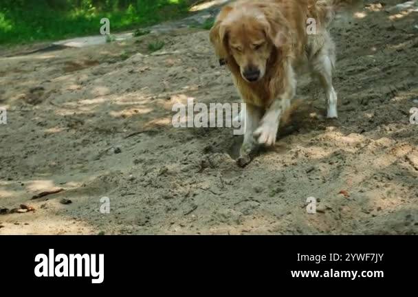 Golden retriever digging hole Stock Videos & Footage - HD and 4K Video ...