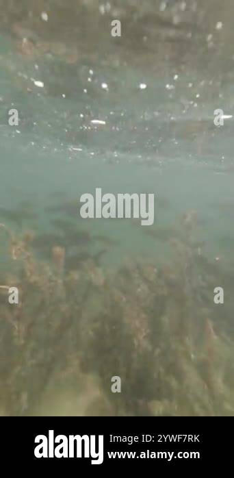 Vertical ecosystem Stock Videos & Footage - HD and 4K Video Clips - Alamy